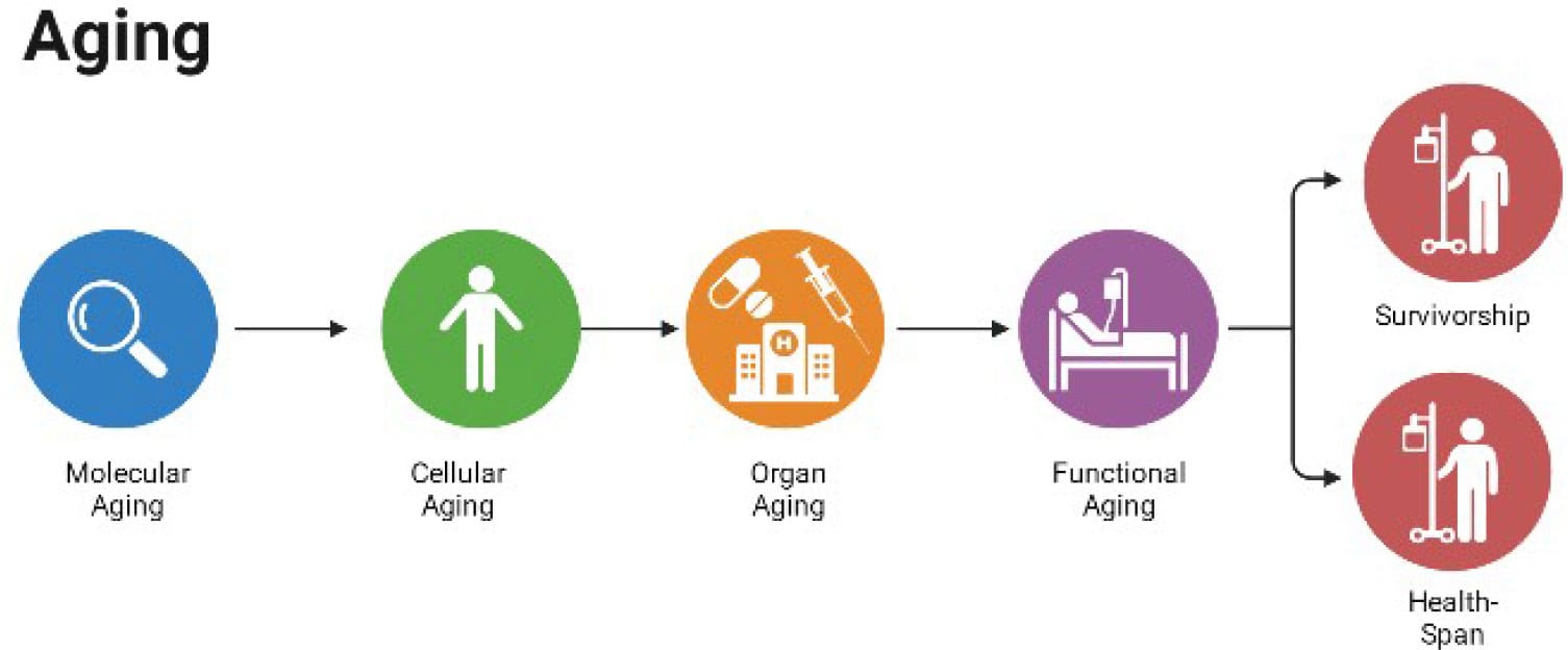 Longevity And The Role Of Hormonal Balance In Aging | Health Articles